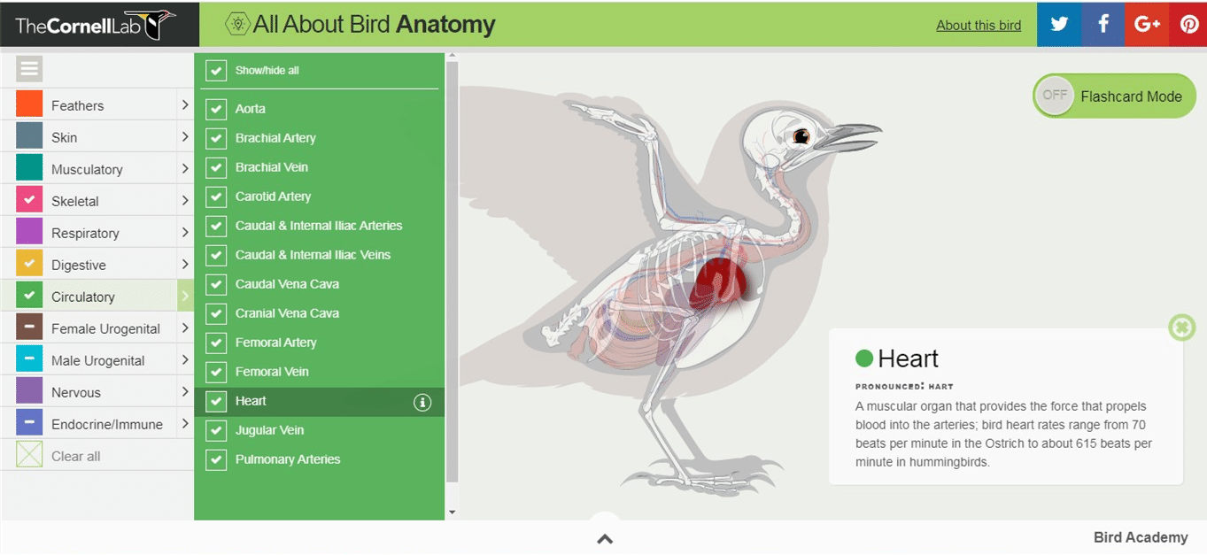 Birds - Brooklyn Bridge Park
