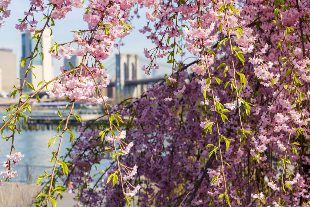 Spring at Brooklyn Bridge Park - Brooklyn Bridge Park