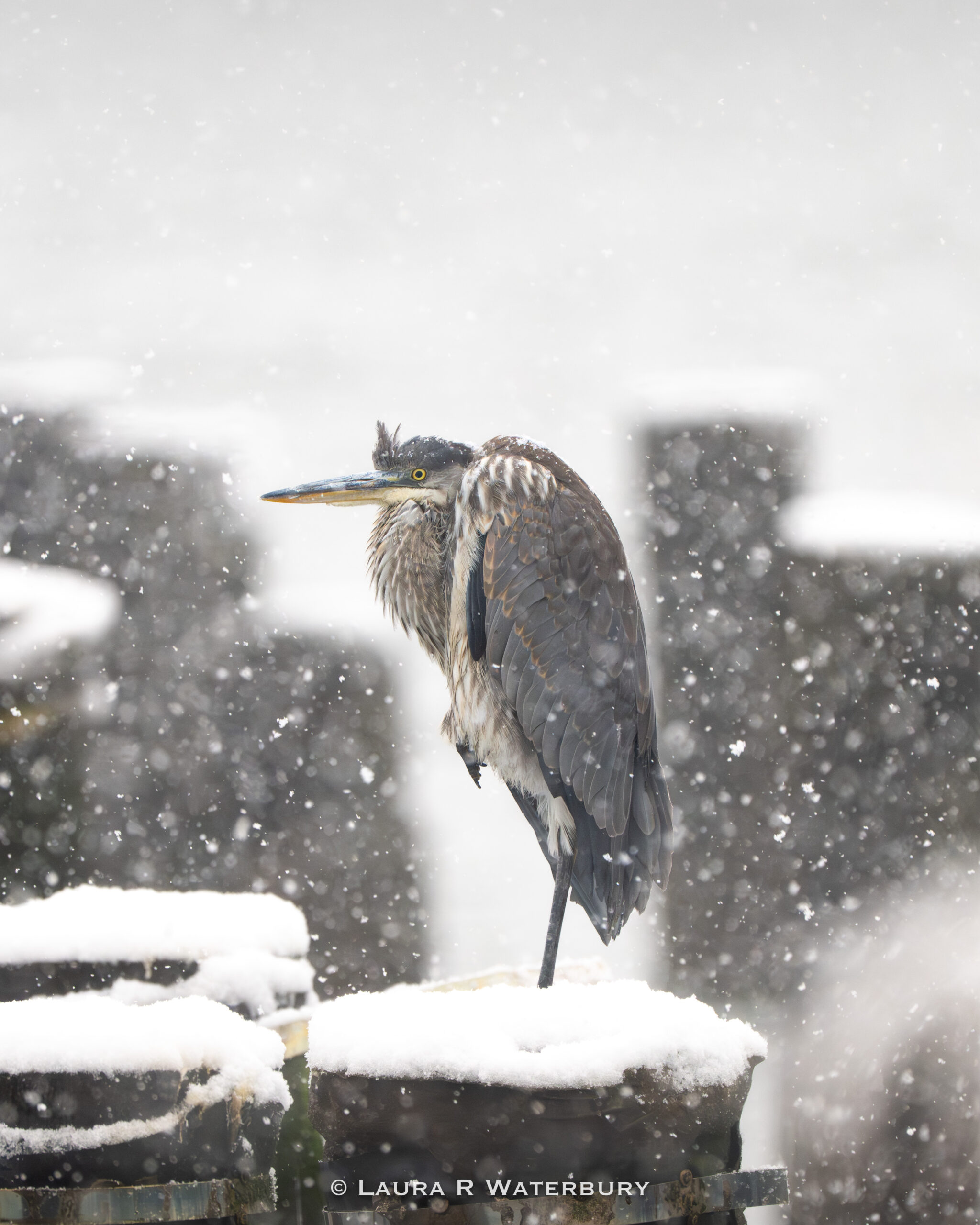 Adult Great Bird Count - Brooklyn Bridge Park